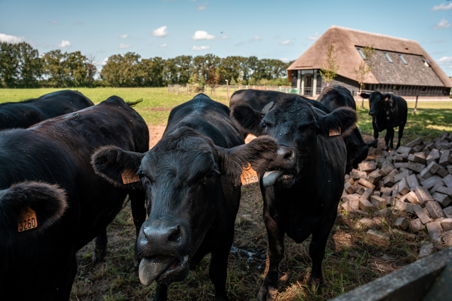 KOE | Eten en drinken in Otterlo